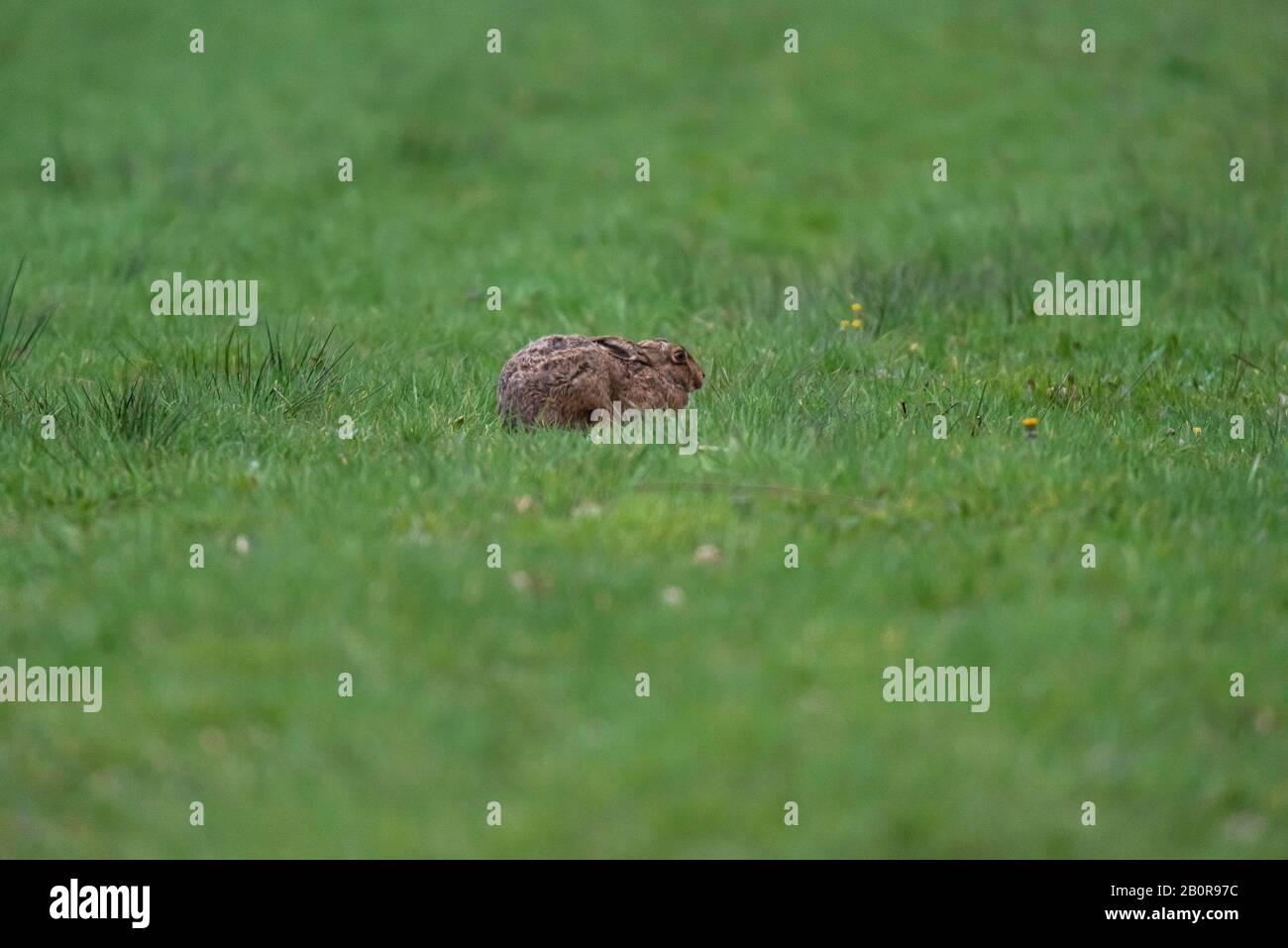 Hare territory hi-res stock photography and images - Alamy