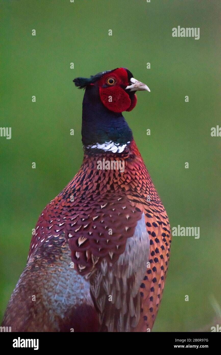 Portrait of male pheasant in meadow. Side view Stock Photo - Alamy