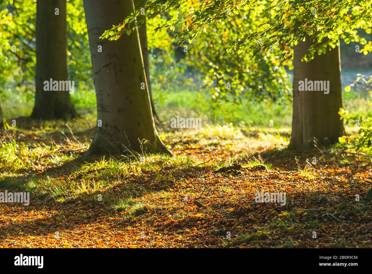 Backlit trees in countryside hi-res stock photography and images - Alamy