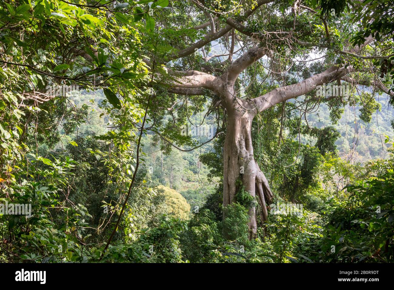 Big tree in Kep National Park, Cambodia Stock Photo - Alamy