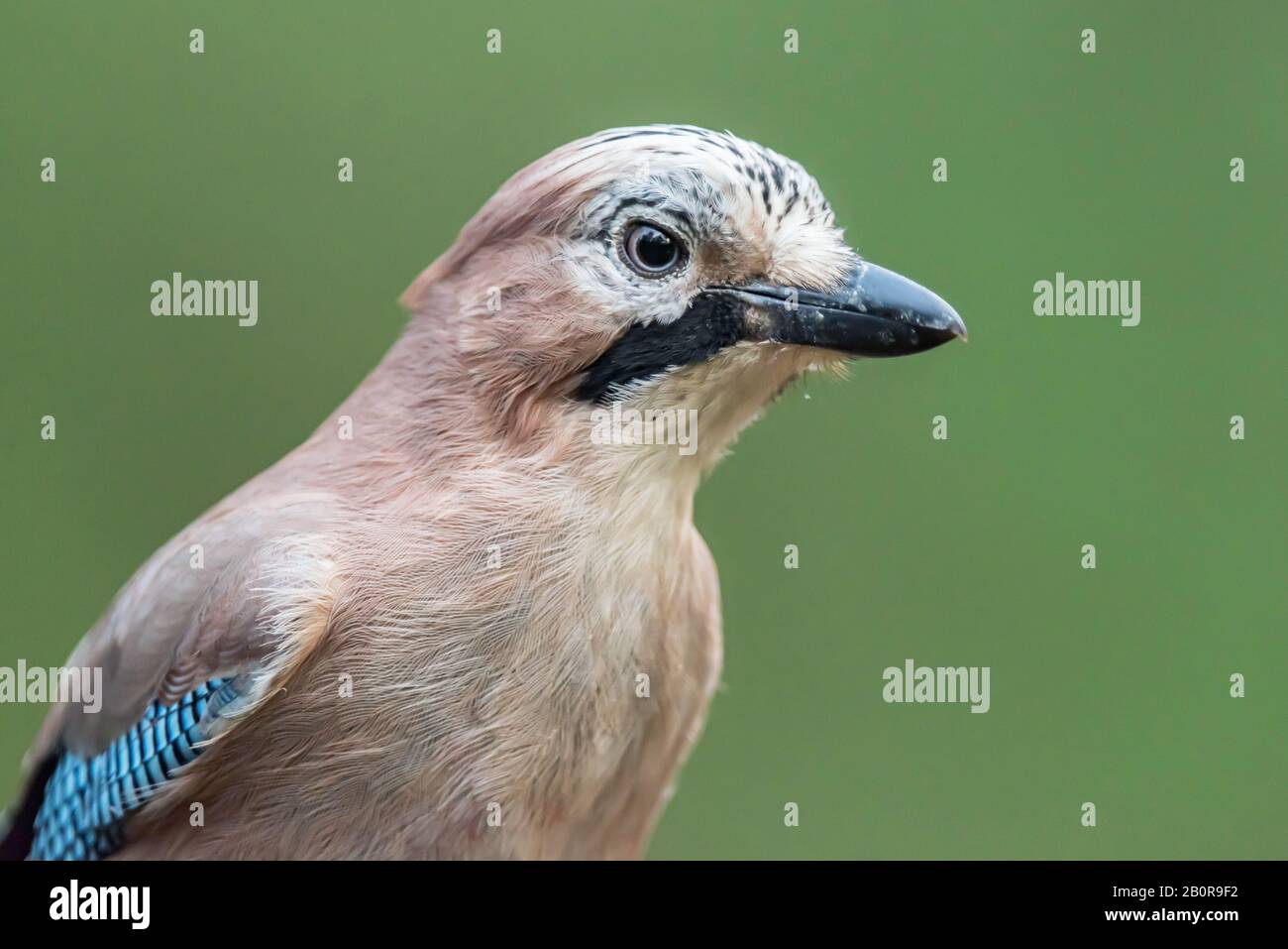 Blue jay profile view hi-res stock photography and images - Alamy