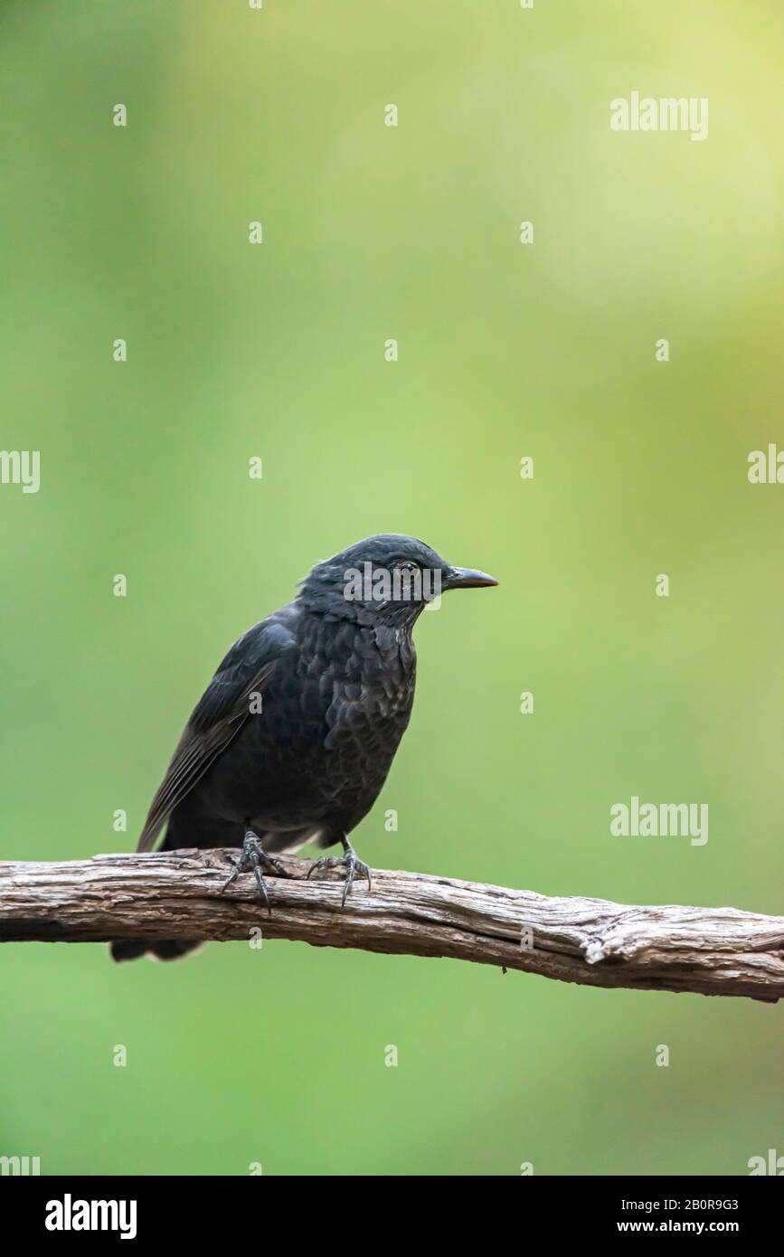 Female blackbird eurasian tree hi-res stock photography and images - Alamy