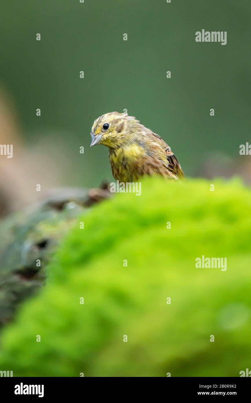 Juvenile greenfinch on mossy forest ground Stock Photo - Alamy