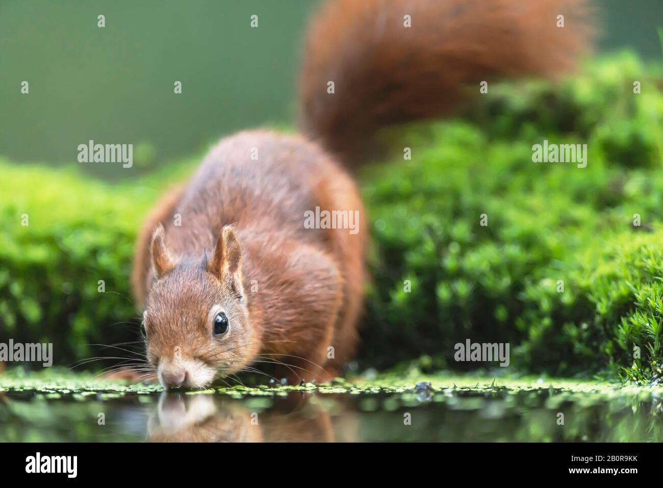 Red squirrel wet tree hi-res stock photography and images - Alamy