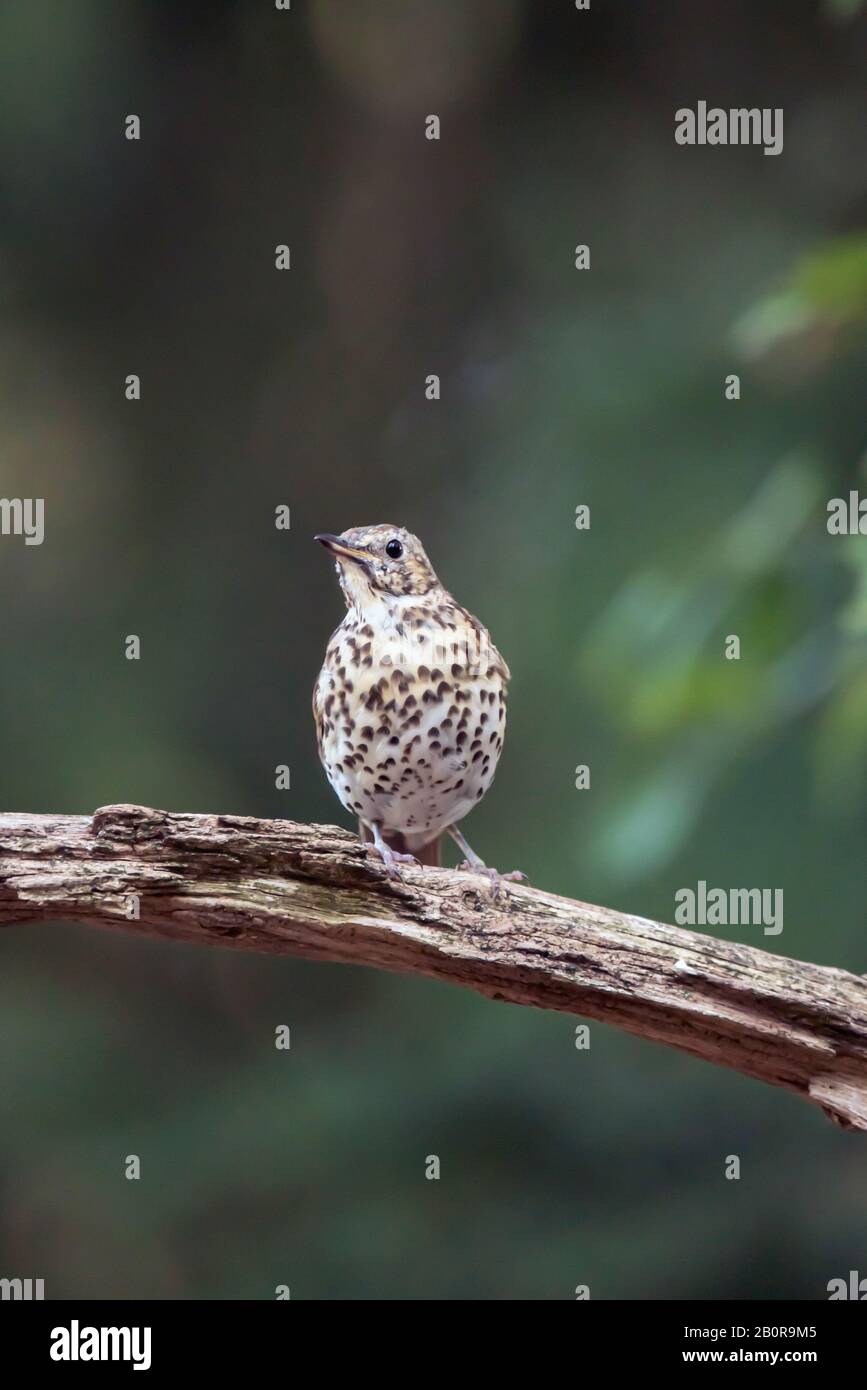 Juvenile song thrush hi-res stock photography and images - Alamy