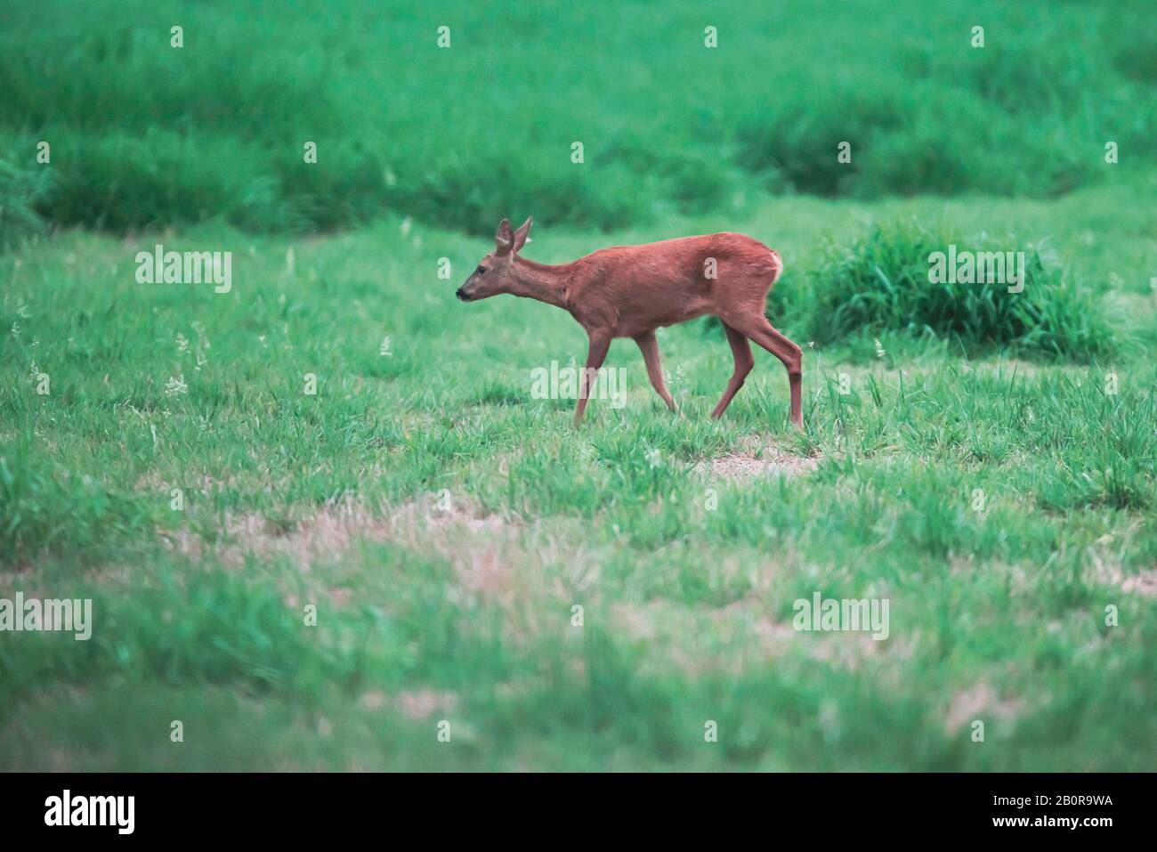 Roe deer walking in a meadow. Side view Stock Photo - Alamy