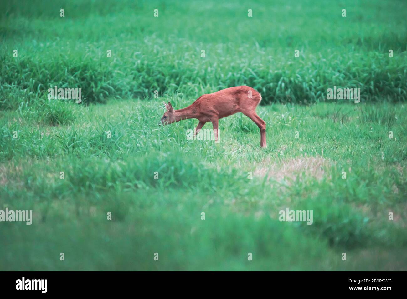 Roe deer in a meadow hi-res stock photography and images - Alamy