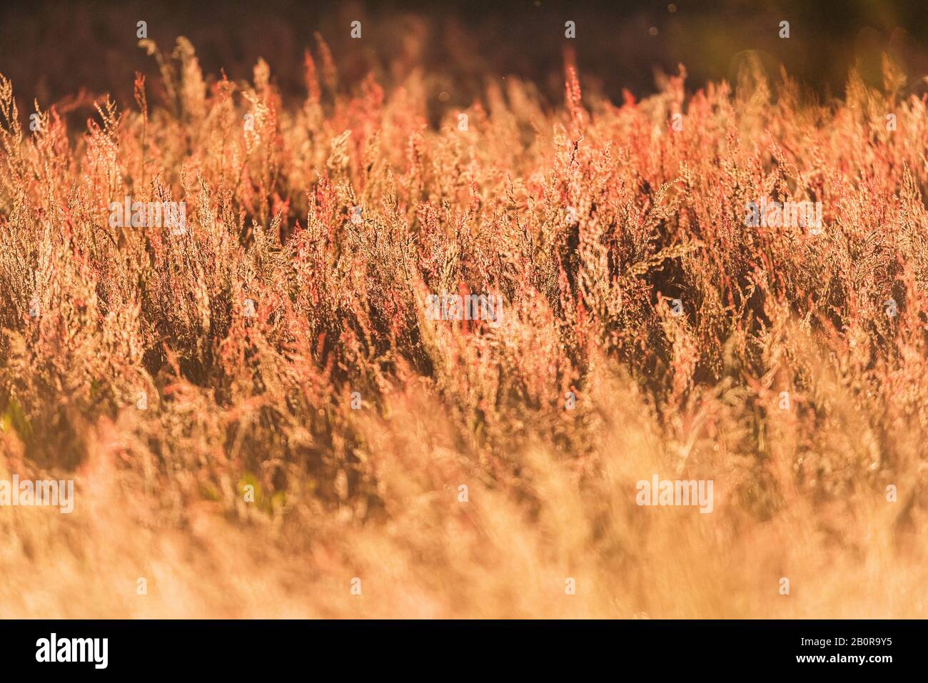 Tall grasses in backlight during the golden hour Stock Photo - Alamy