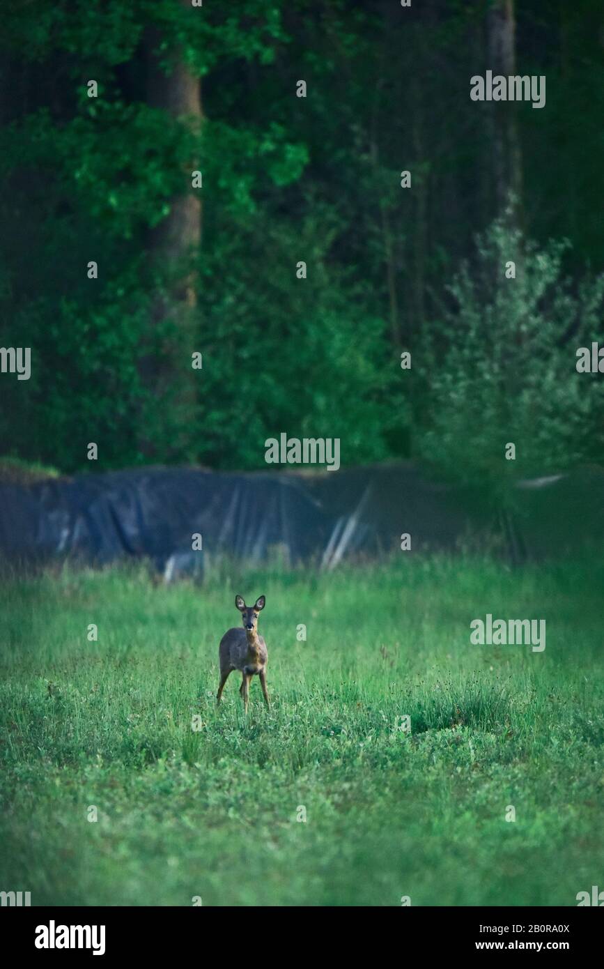 Young female roe deer in farm field Stock Photo - Alamy