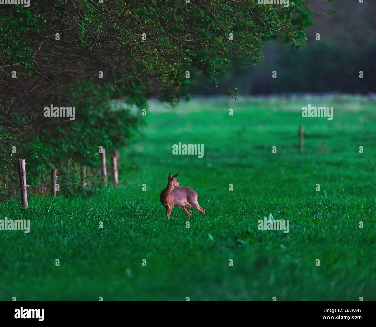 Female roe deer under trees in rural area during twilight Stock Photo ...