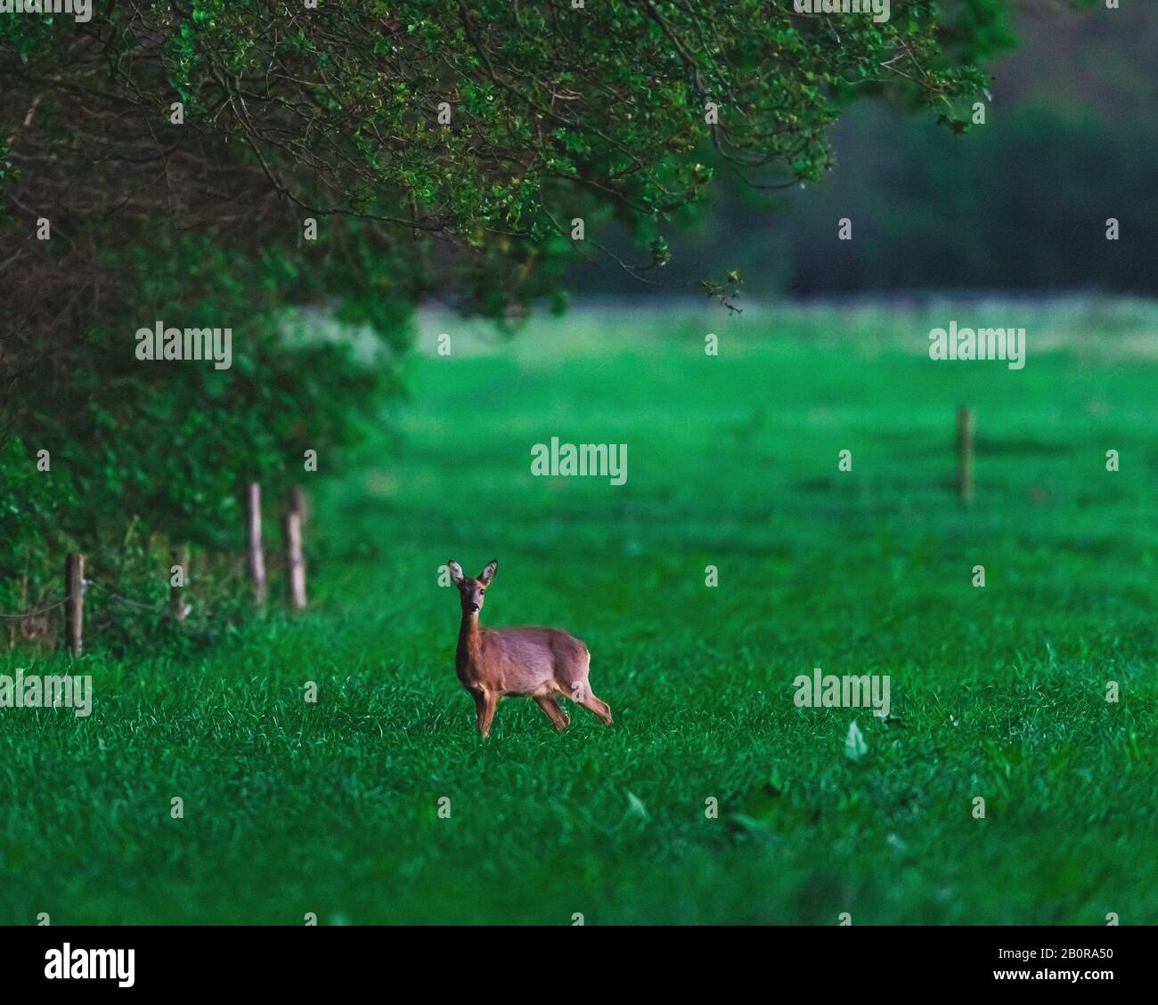Female roe deer under trees in rural area during twilight Stock Photo ...