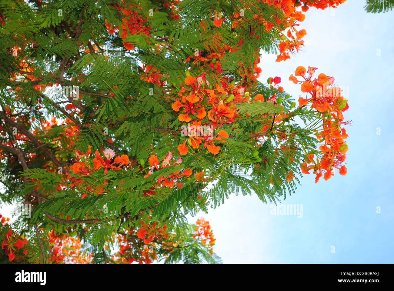 Natural bouquets of blooming flame tree flowers in the tree Stock Photo ...