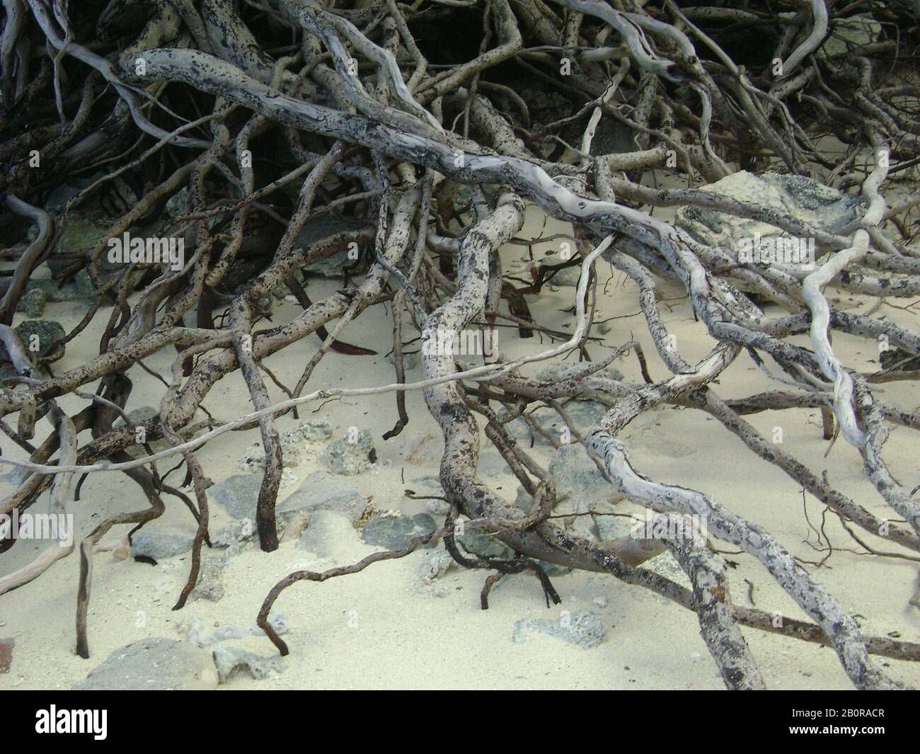 Tangled gnarled roots of a tree at the beach Stock Photo - Alamy