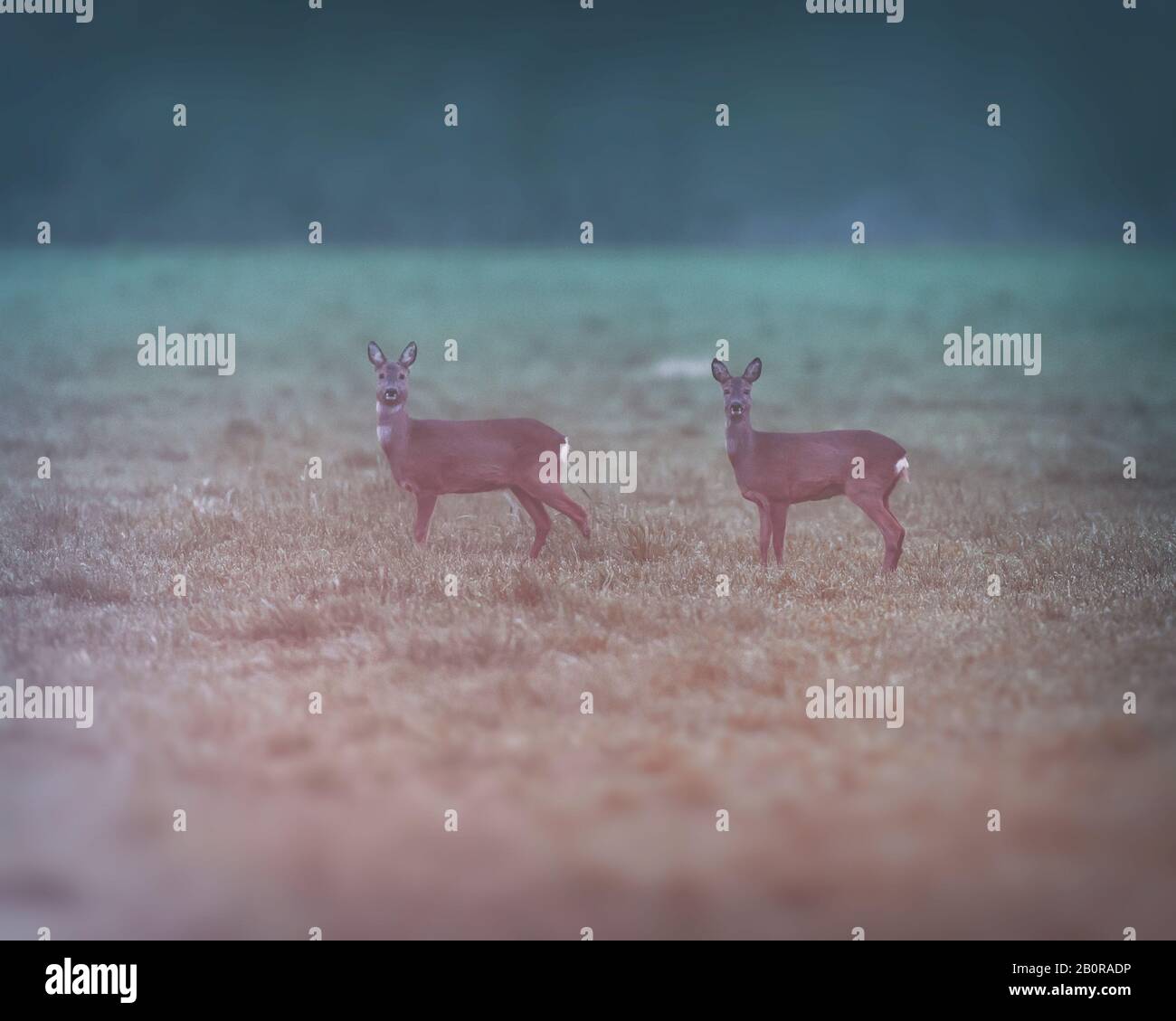 Two roe deer hi-res stock photography and images - Alamy