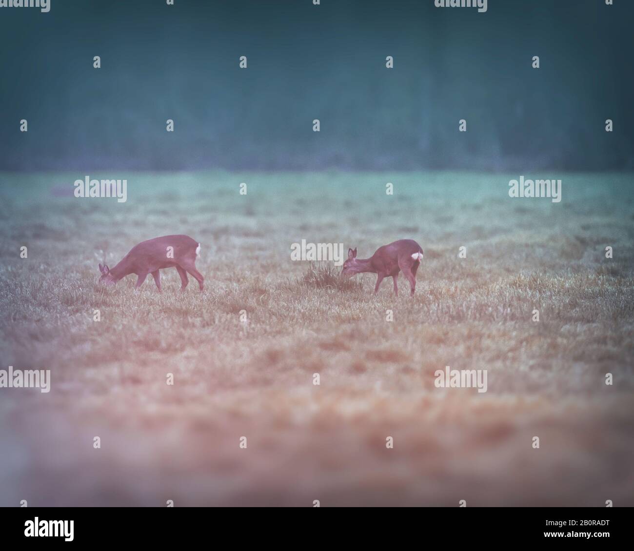 Two roe deer grazing hi-res stock photography and images - Alamy