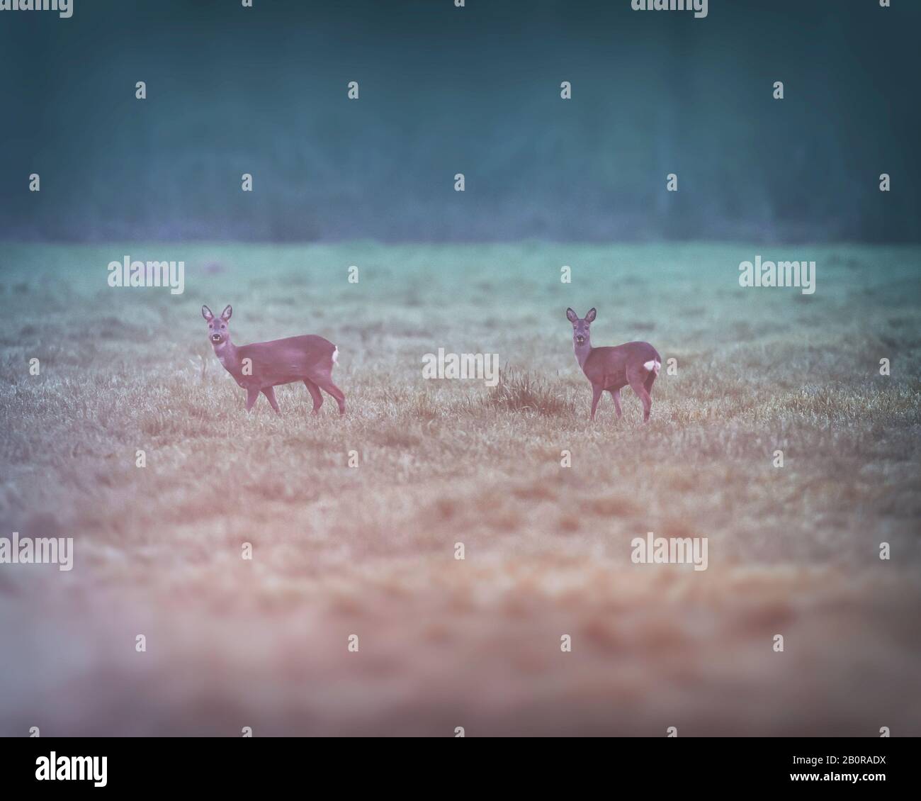 Two roe deer hi-res stock photography and images - Alamy