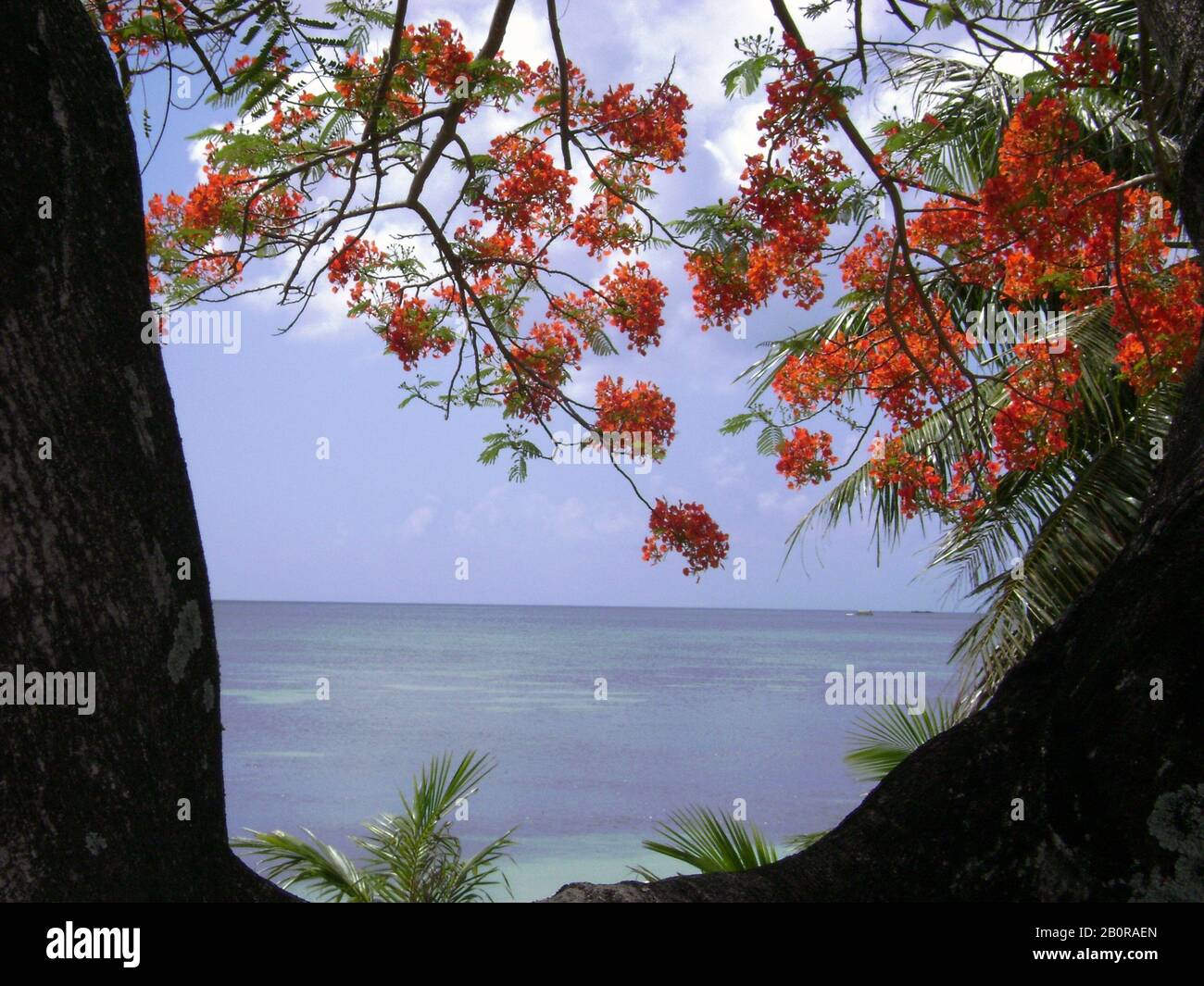 Blooming flame tree fowers growing by the beach Stock Photo - Alamy