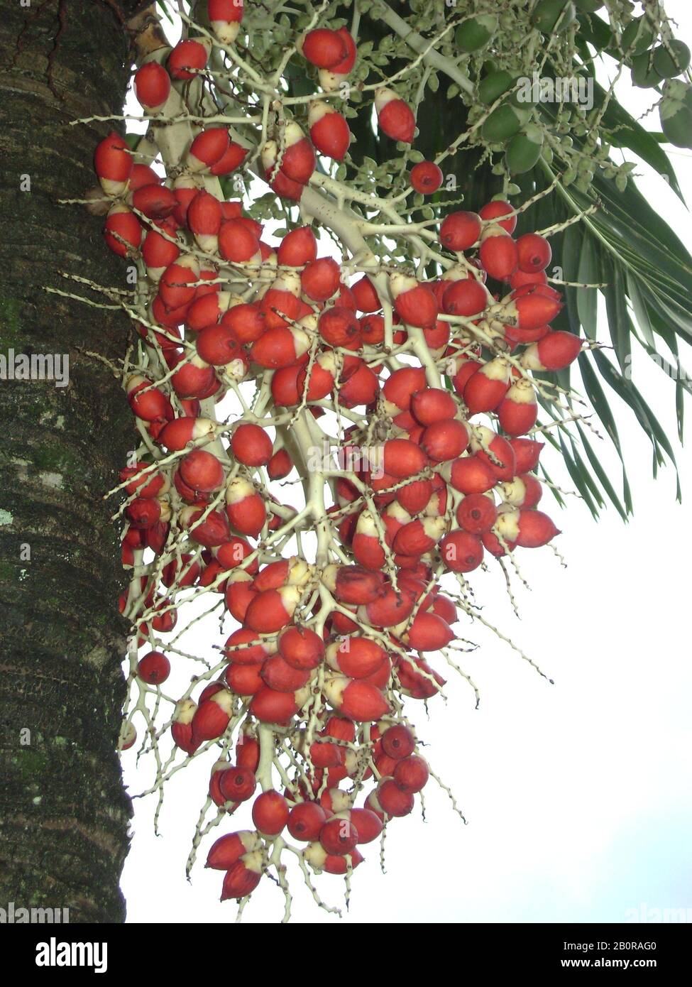 A big bunch of red betel nuts hanging from a tree Stock Photo - Alamy