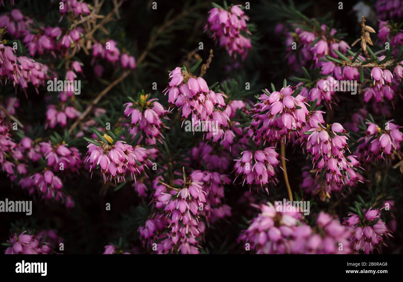Beautiful purple heather cover in a Filled with of spring sunlight ...