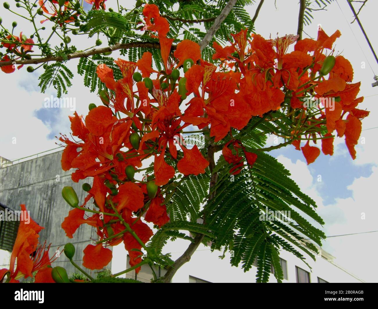 Natural bouquets of blazing flame tree flowers above a building Stock ...