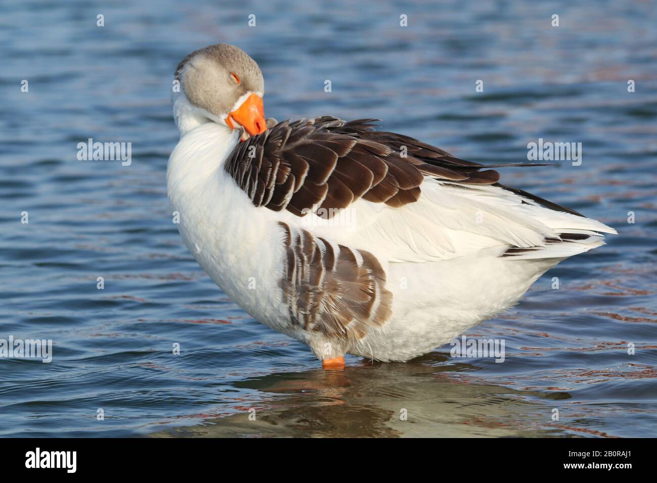Maillard ducks hi-res stock photography and images - Alamy