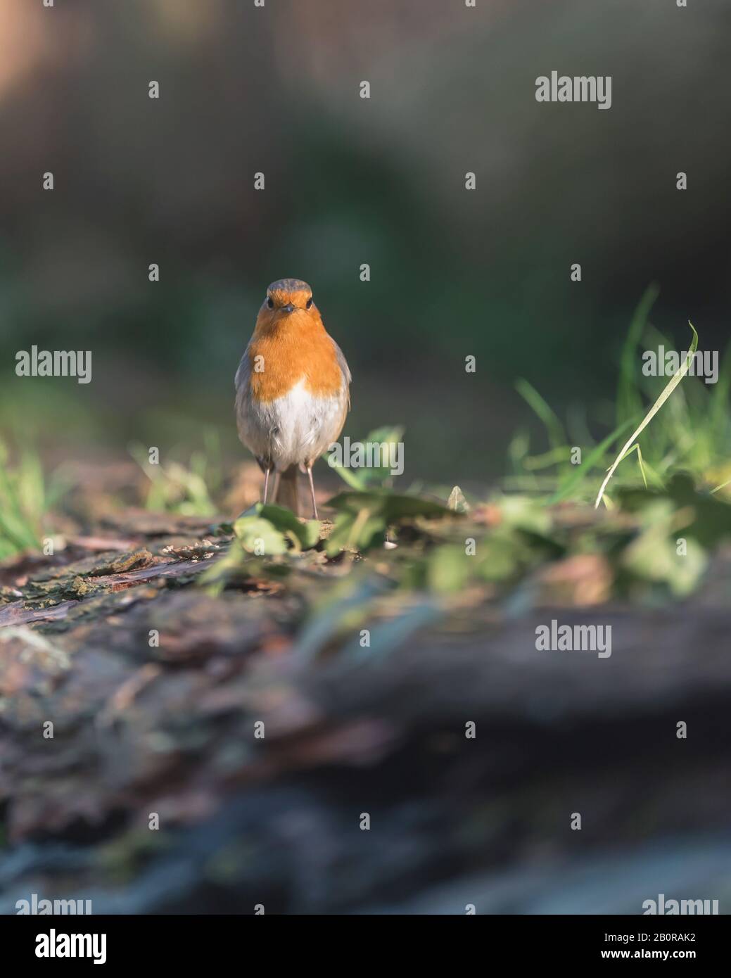 European robin on grassy forest ground Stock Photo - Alamy