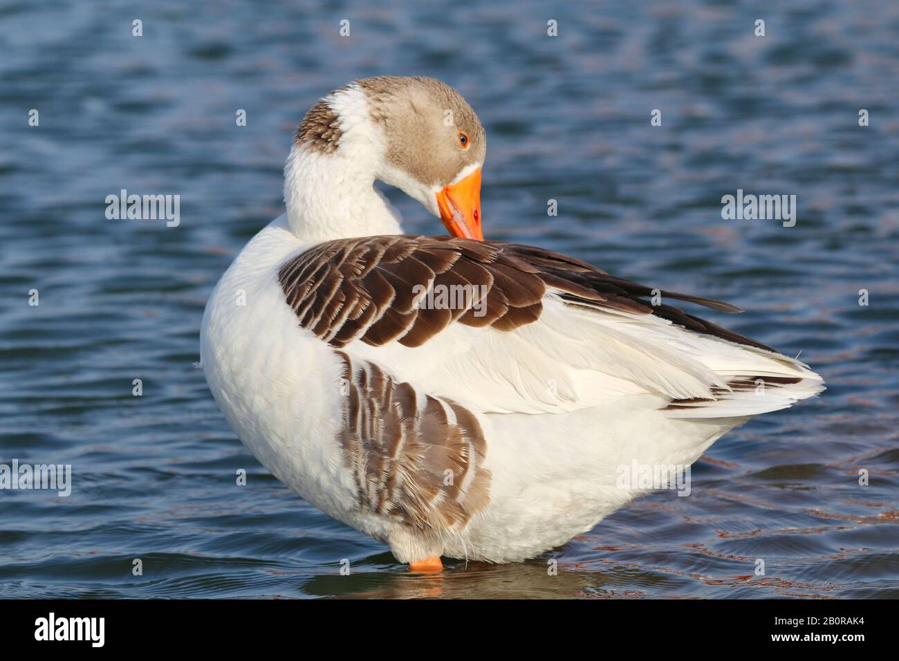 White Duck In Water