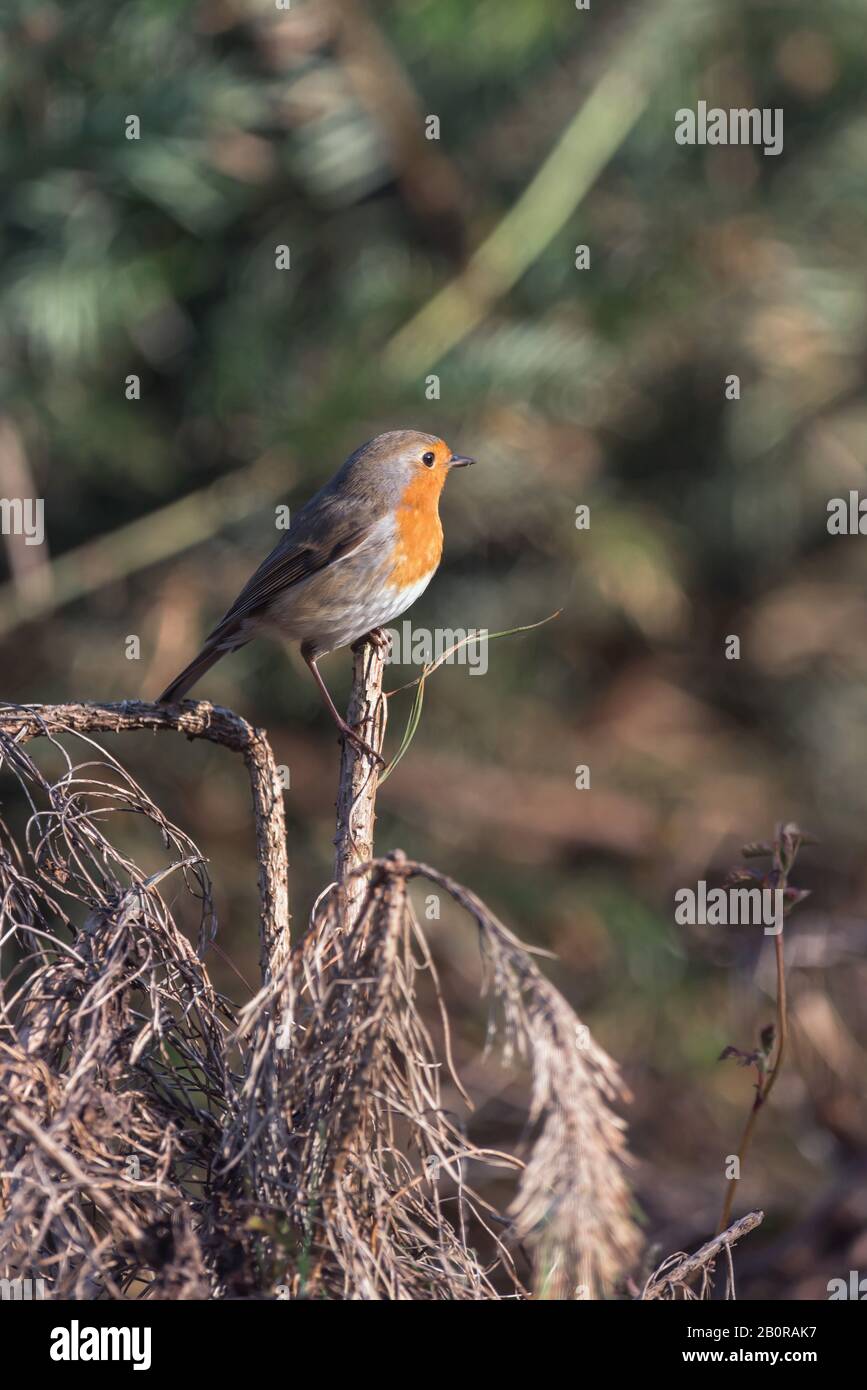 European robin on branch of dead pine tree Stock Photo - Alamy