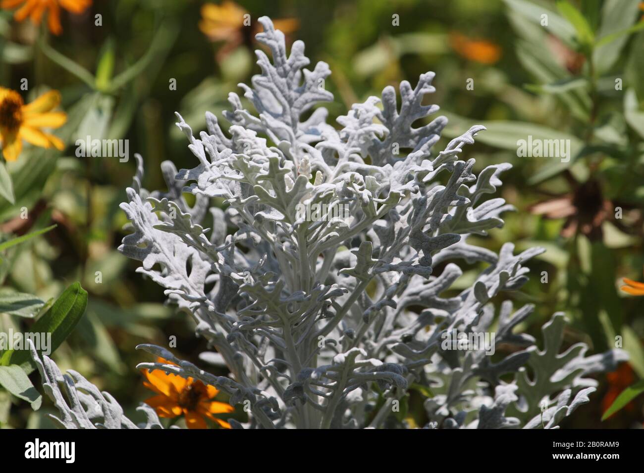 Close up of a senecio cineraria plant, popularly known as dusty miller ...
