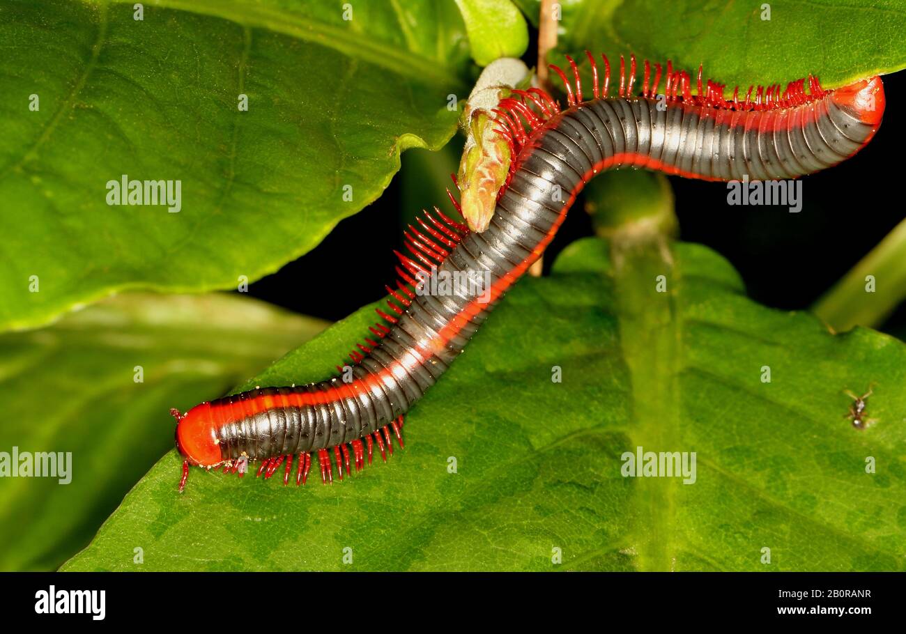 Red millipede hi-res stock photography and images - Alamy