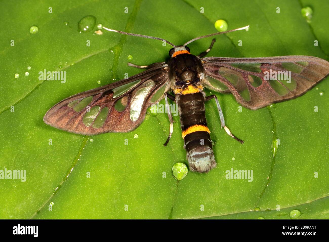 Imaon Handmaiden Moth, Syntomoides imaon, Coorg, Karnataka, India Stock ...