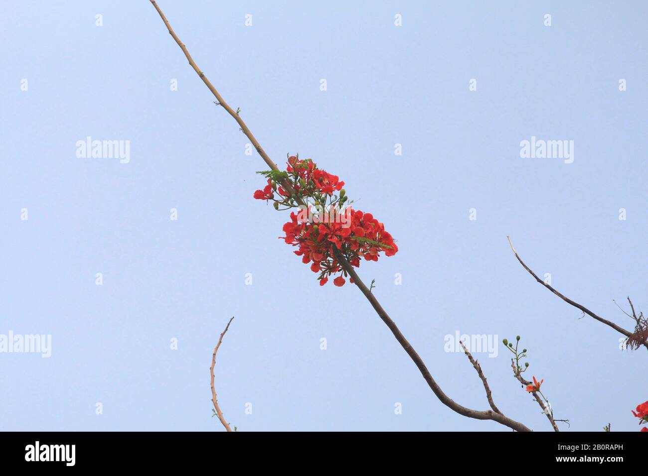 Cluster of bright red fame tree flowers with a long branch Stock Photo ...