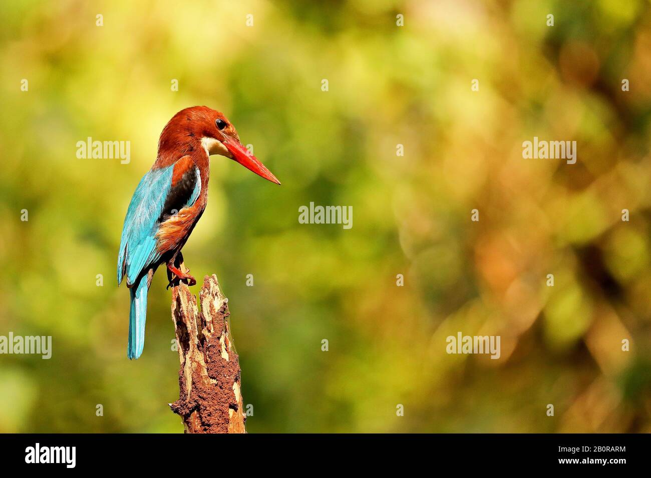 White Breasted Kingfisher, Halcyon smyrnensis, Ganeshgudi, Karnataka ...