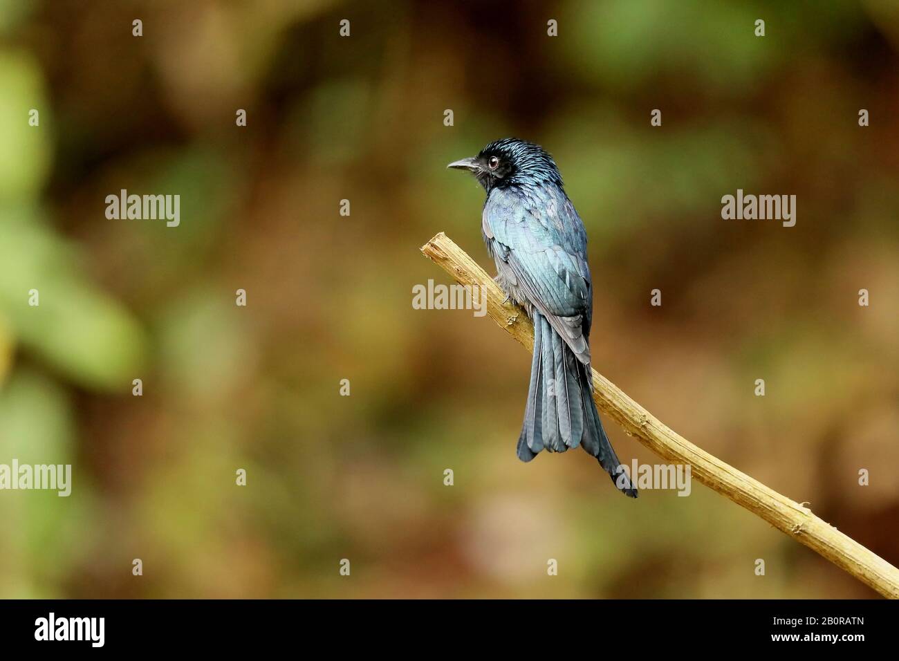 Bronzed drongo hi-res stock photography and images - Alamy