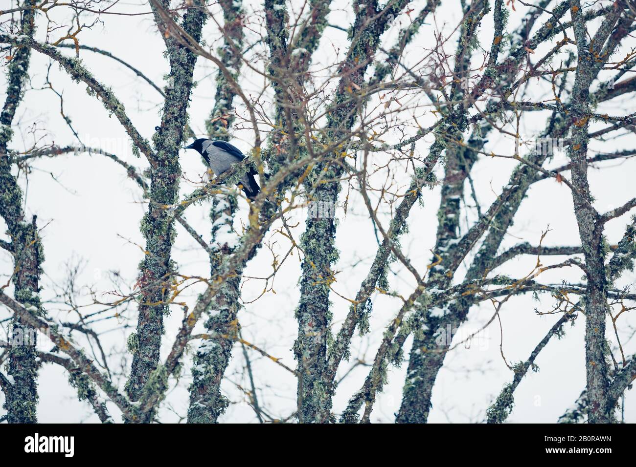 branches of a tree in winter with bird crow in the middle Stock Photo ...