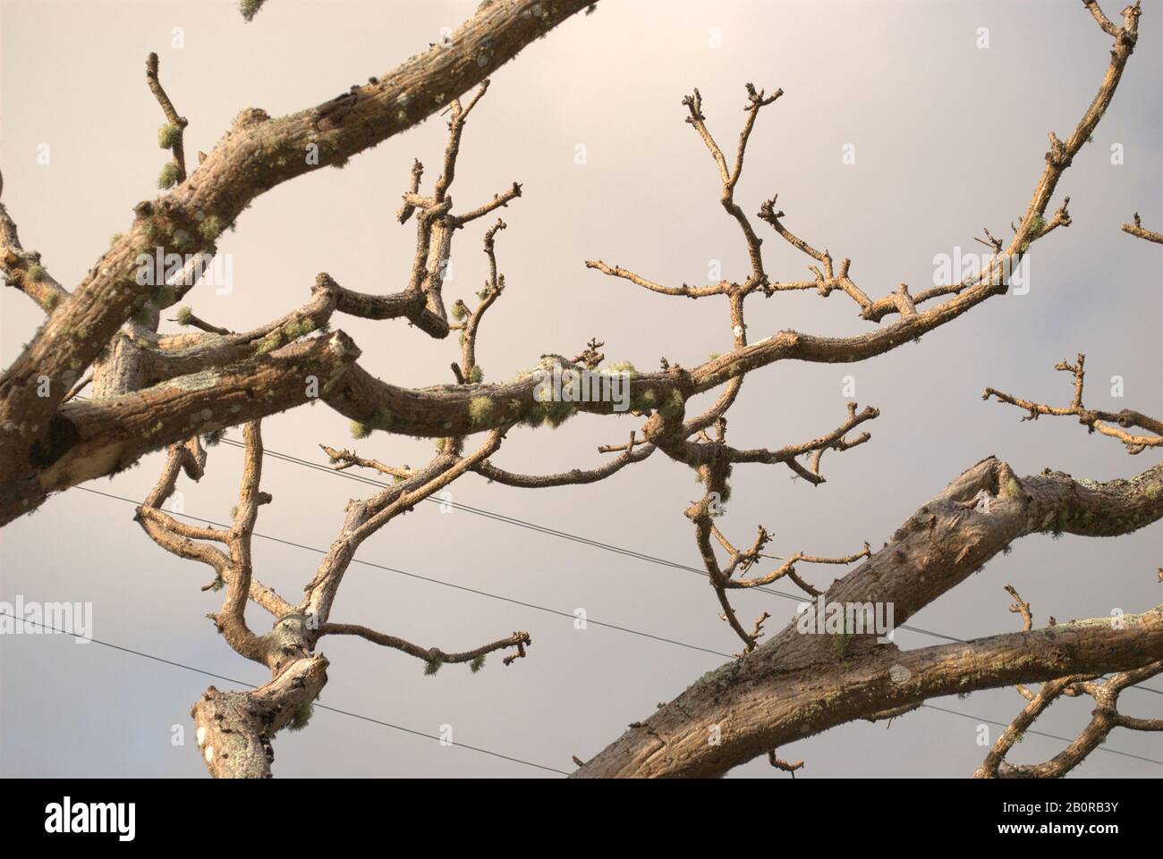 Upward shot of the top part of the branches and twigs of a leafless ...