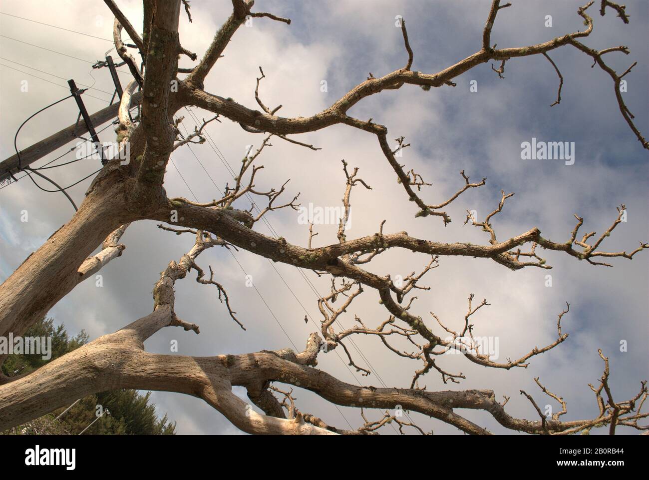 Close upward view of branches and twigs of a leafless tree Stock Photo ...