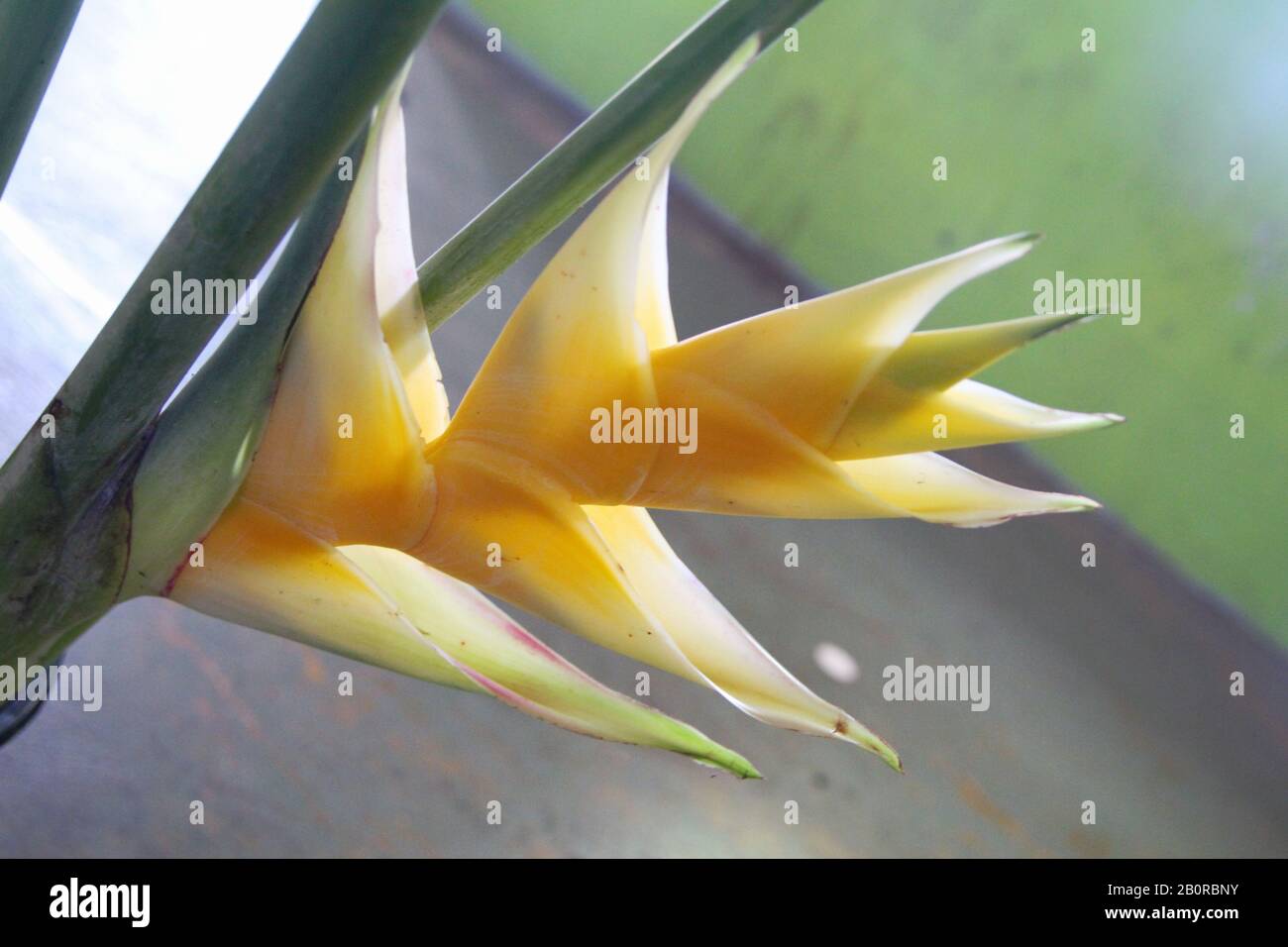 Yellow bird of paradise flowers, soft background Stock Photo - Alamy