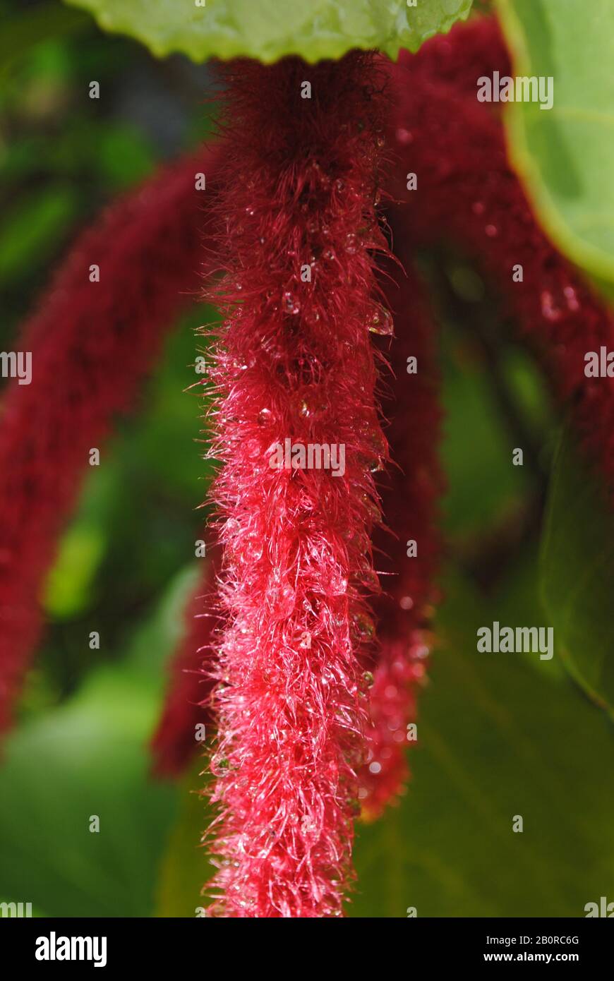 Red hot cats tail plant hi-res stock photography and images - Alamy