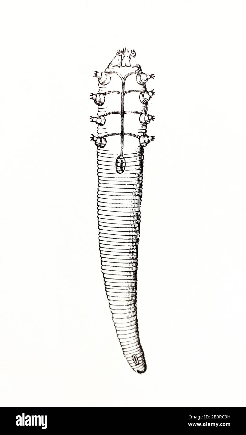 Demodex Cut Out Stock Images & Pictures - Alamy