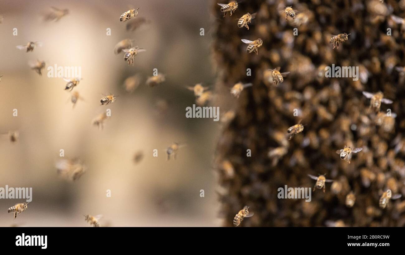 Flying bees hi-res stock photography and images - Alamy