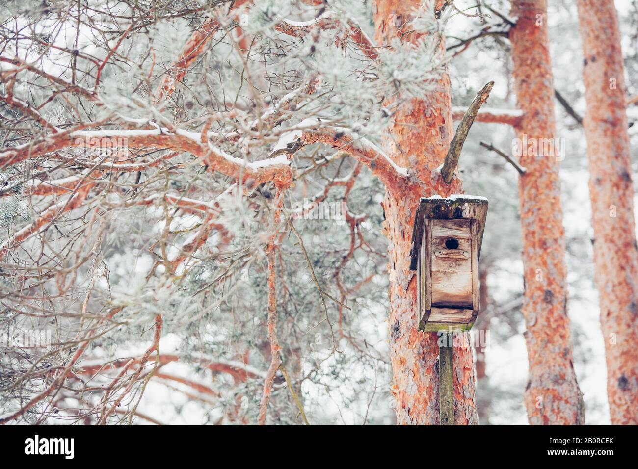 Birdhouse pine tree shelter hi-res stock photography and images - Alamy