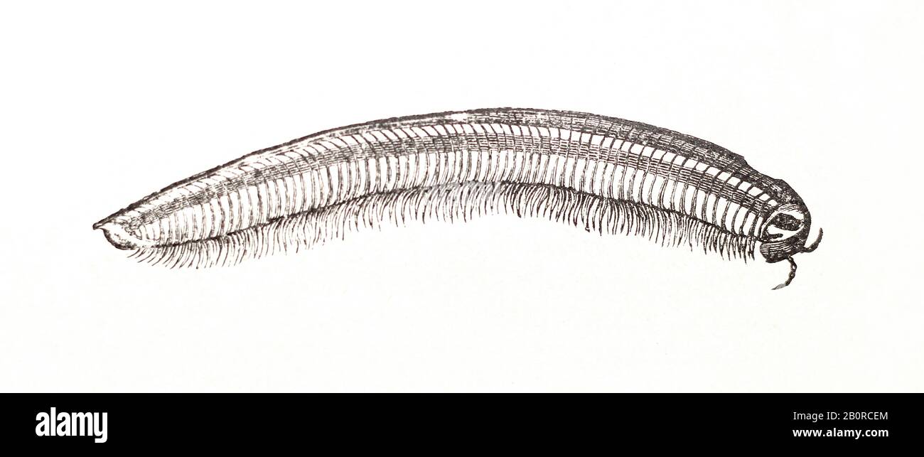 Millipede Julus Sabulosus Stock Photo - Alamy
