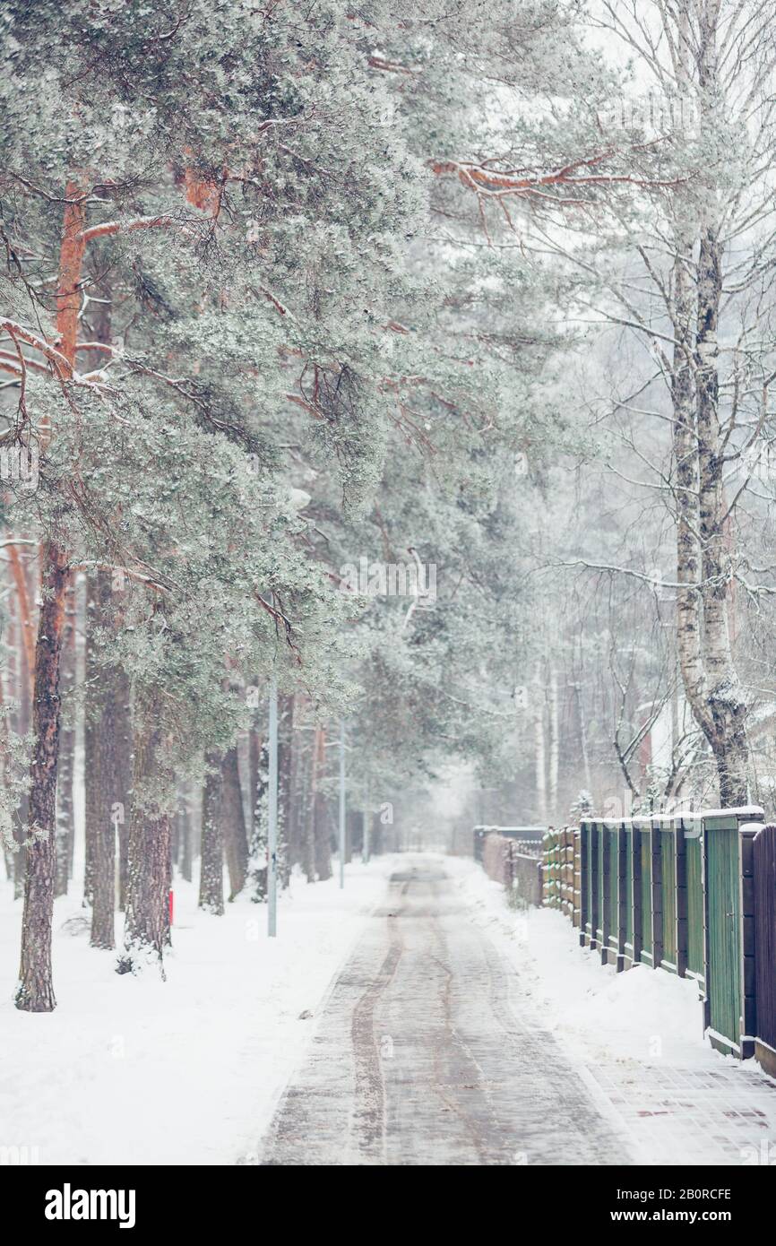 Beautiful winter snowy pine tree path covered with snow at frosty ...