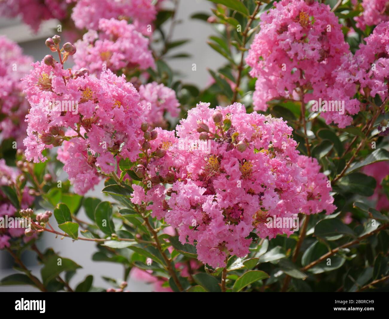 Clusters of bright pink crape myrtle flowers, close up Stock Photo - Alamy