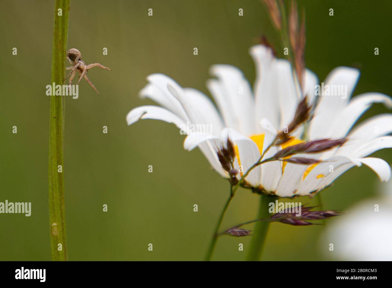 A tiny spider climbing a flower stem with a bright daisy flower in the ...