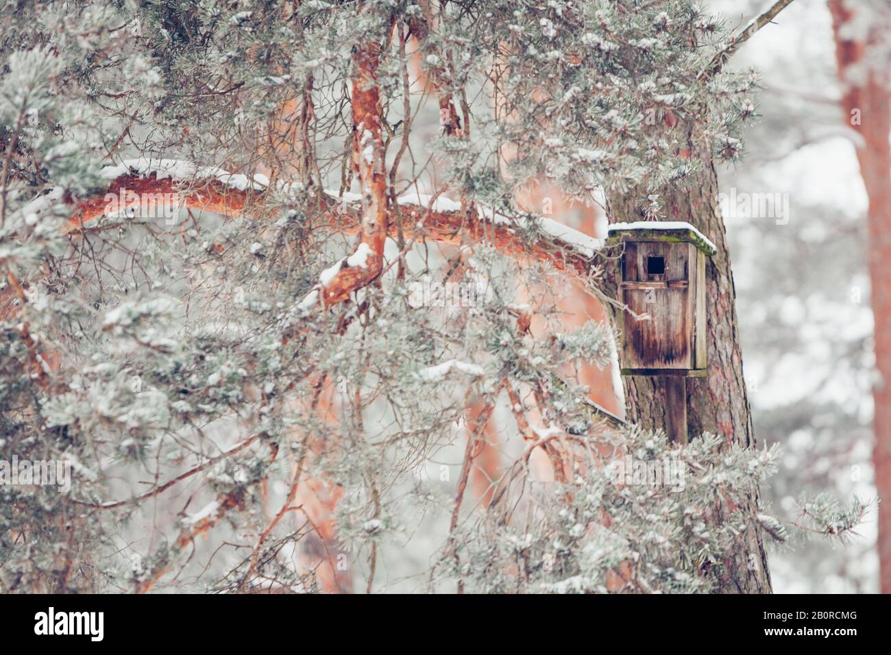 birdhouse from wood in the winter snow covered forest on natural ...