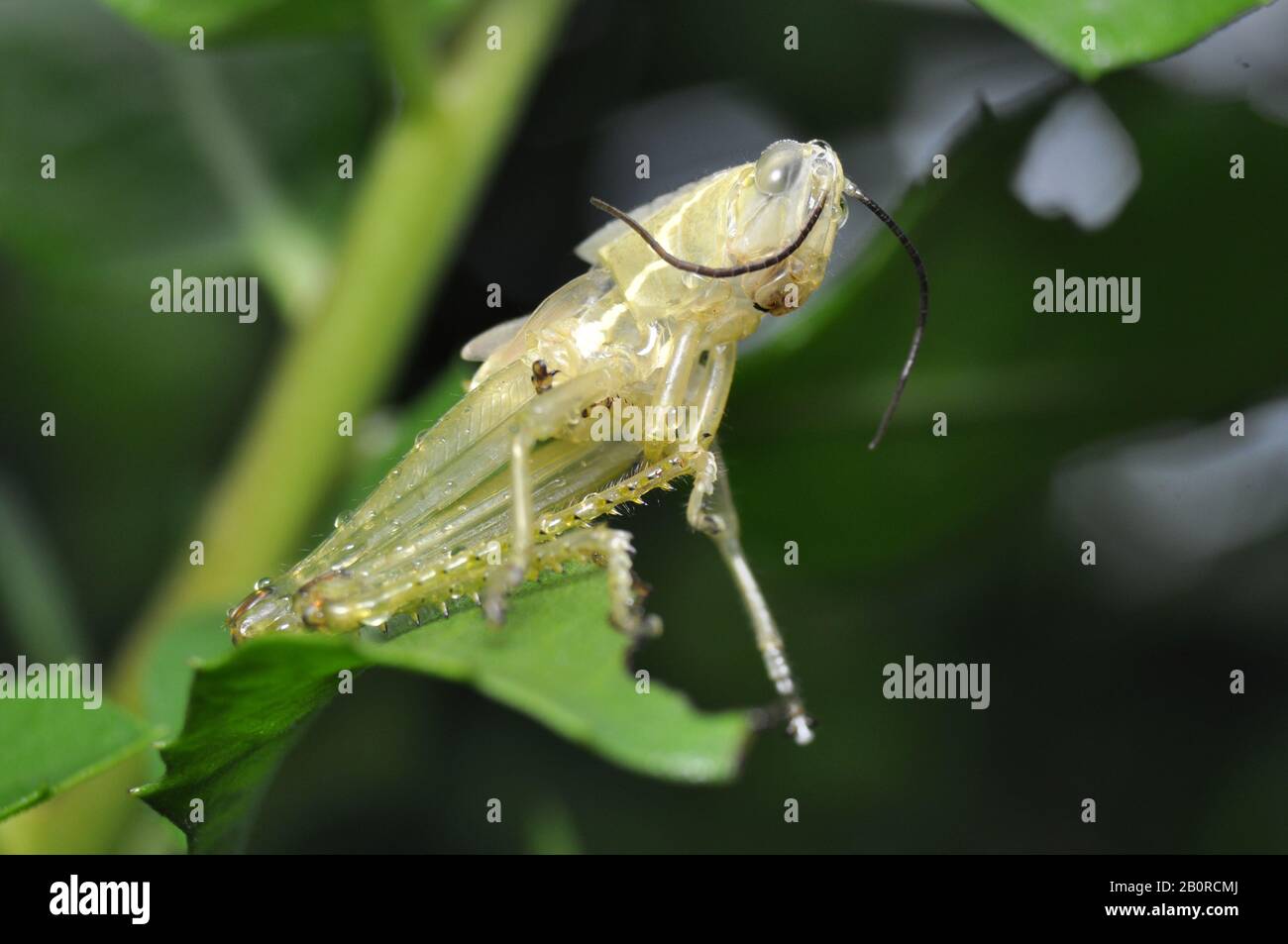 Details of grasshopper skin after metamorphosis Stock Photo - Alamy
