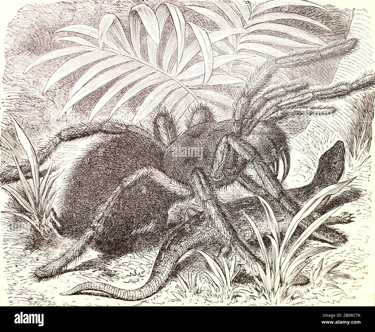 Tarantula spider - Mygale Avicularia Stock Photo - Alamy