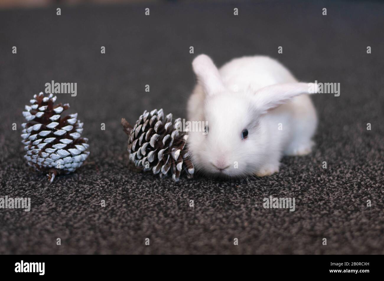 Black long eared rabbit hi-res stock photography and images - Alamy